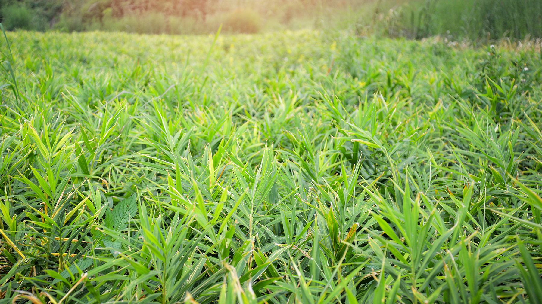 Công ty TNHH Thương mại Xuất nhập khẩu Việt Bắc